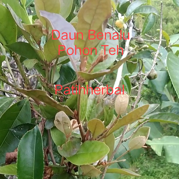 Benalu Pohon Teh 100% Asli 300 gram | Lazada Indonesia