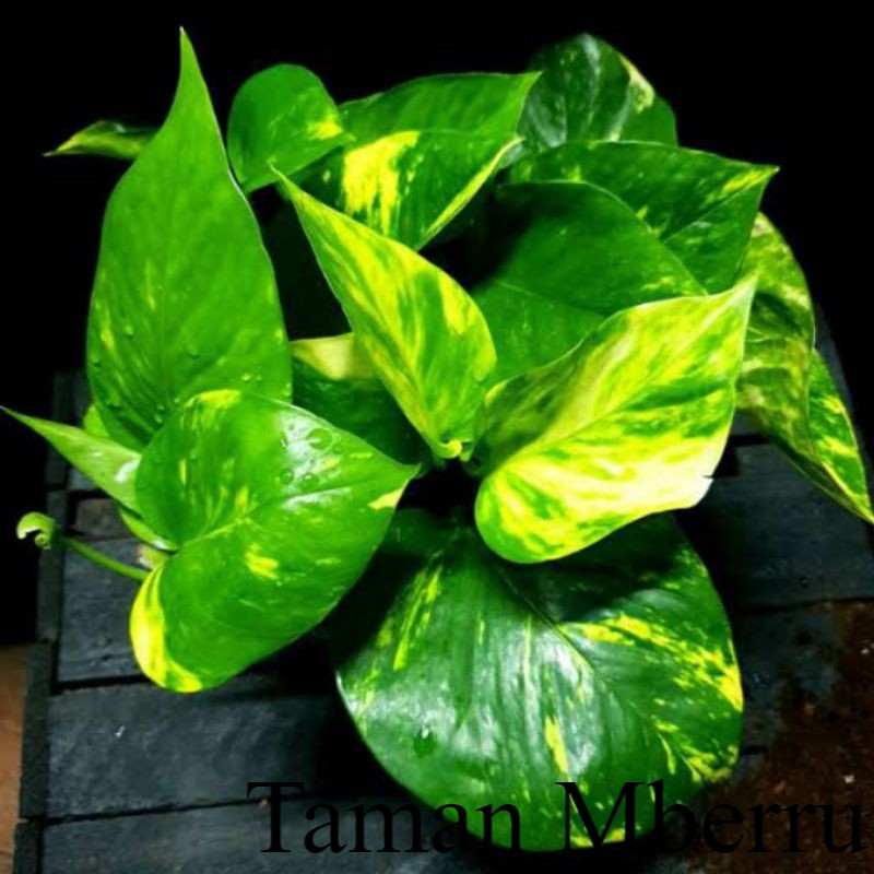 Tanaman Unik Sirih Gading Gold Epipremnum aureum Philodendron Aracaea tanaman merambat gantung ...