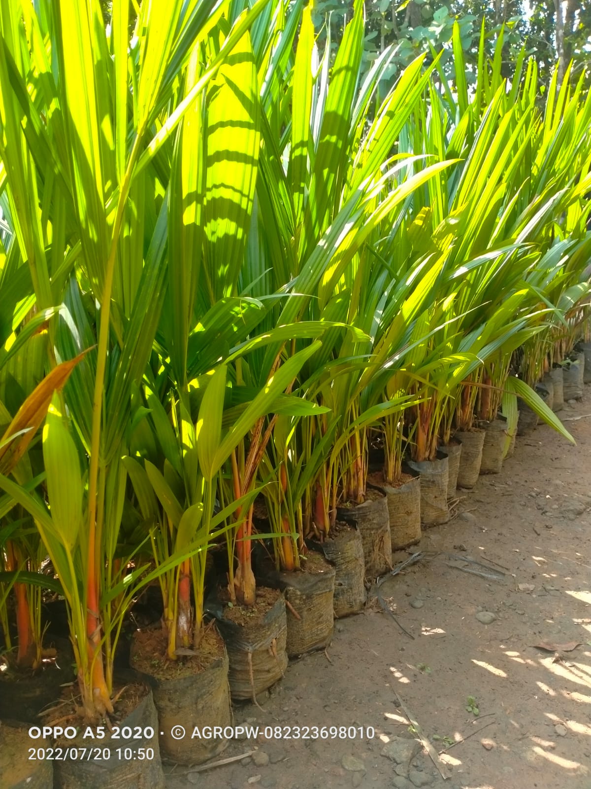 Bibit Tanaman Palem Merah Atau Pinang Merah - Tanaman Hias - Rimbun ...