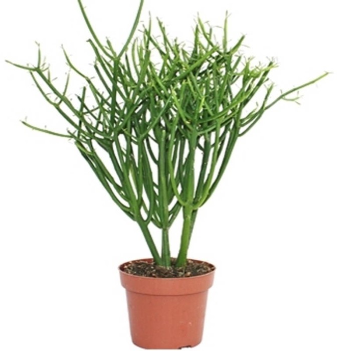 Tanaman Kayu Urip ( Patah Tulang ) | Lazada Indonesia