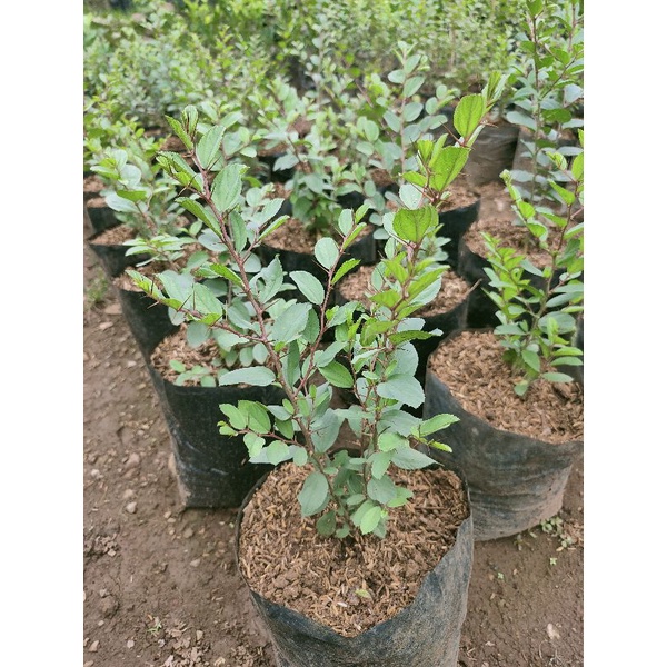 Bibit Bidara Pohon Bidara Arab Shidr Tanaman Kayu Daun Buah Herbal ...