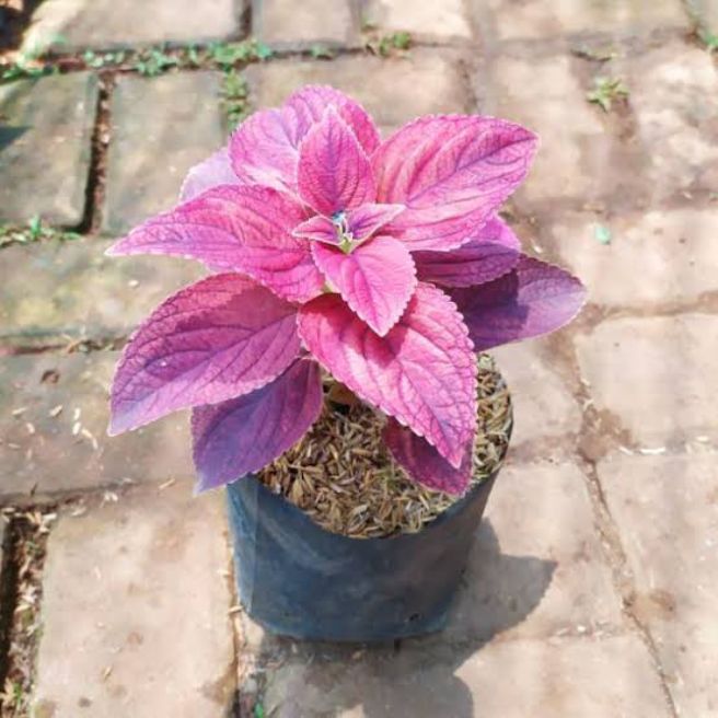 Tanaman hias miyana merah / bunga miana merah | Lazada Indonesia