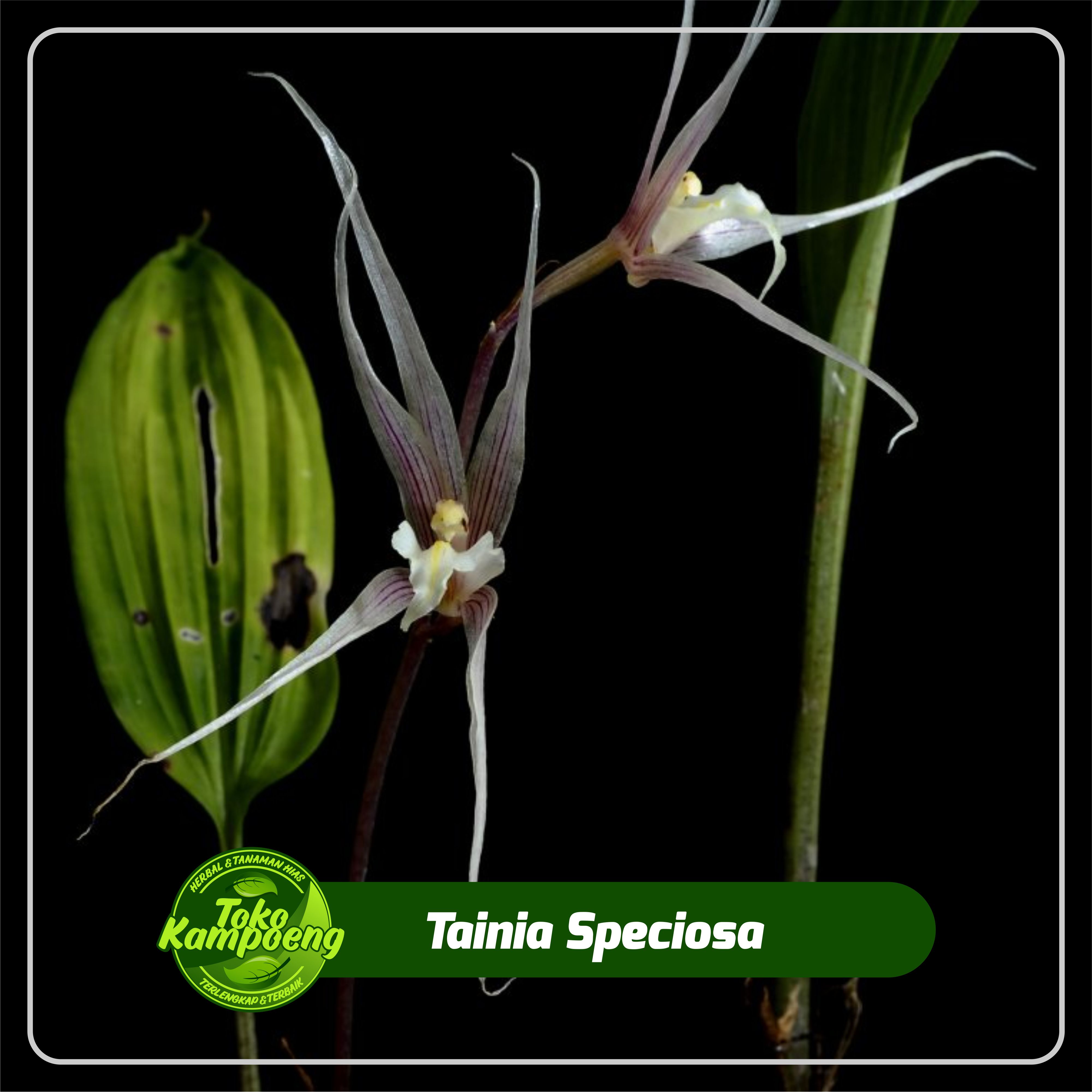 Anggrek Tanah Tainia Speciosa Tanaman Hias Unik Dari Hutan | Lazada ...