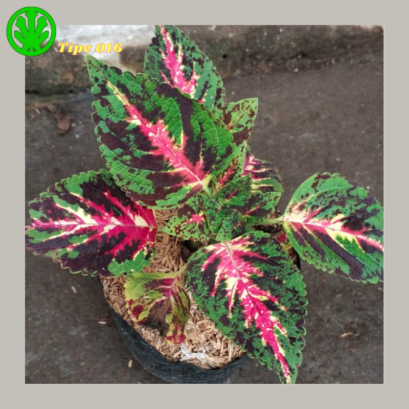 Tanaman Hias Bunga Miana / Coleus Tipe 016 | Lazada Indonesia