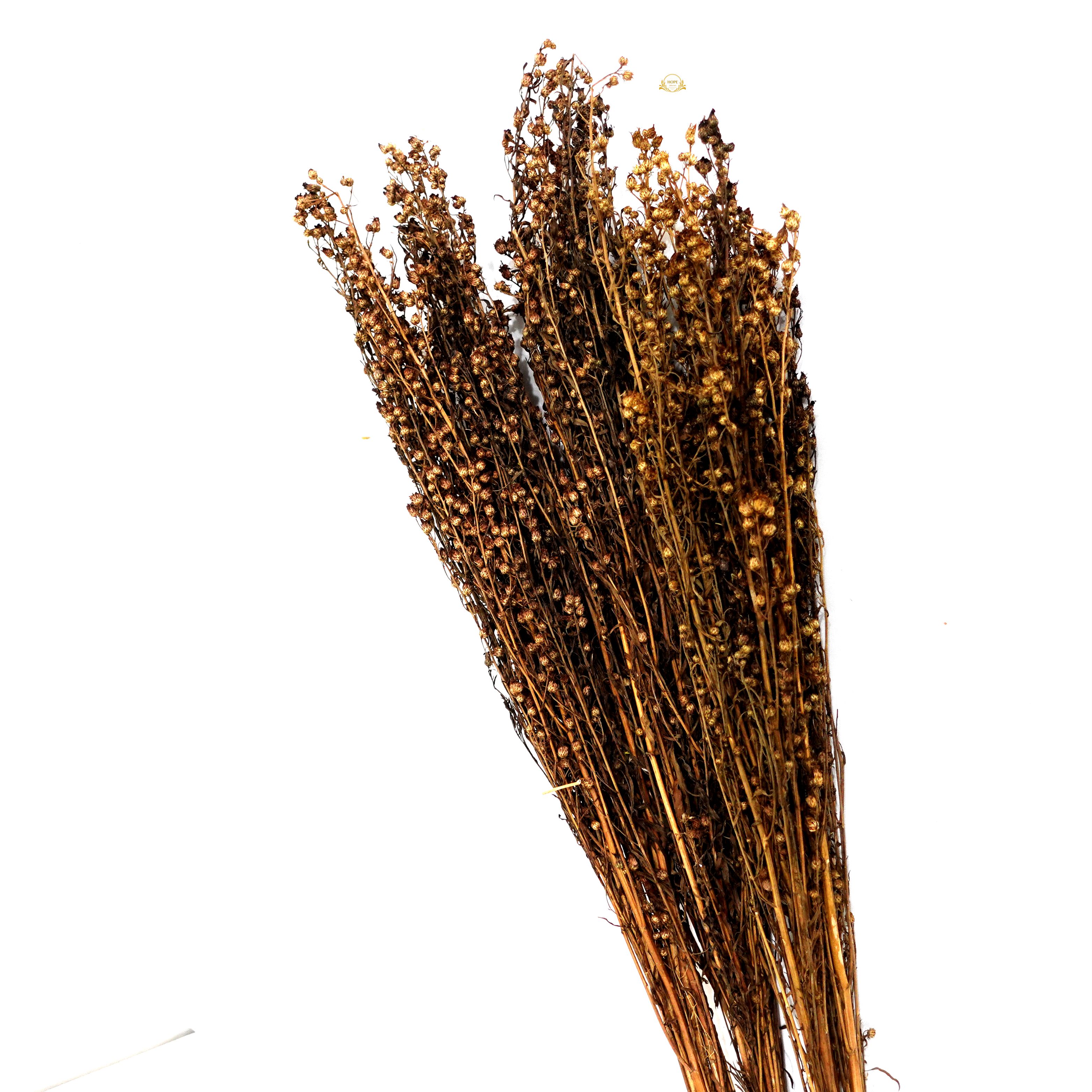 BUNGA PIKOK RUSTIC / DRIED PIKOK | Lazada Indonesia