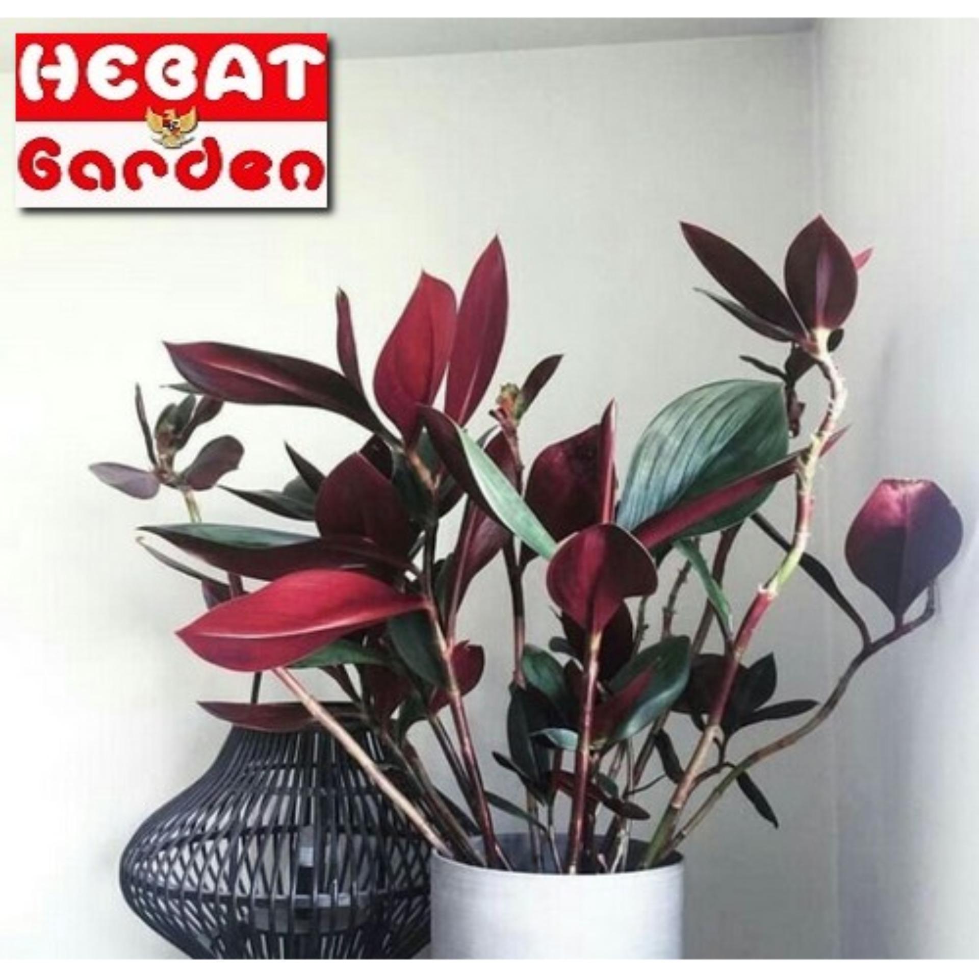 Pacing costus spivatus merah - Hebat Garden | Lazada Indonesia