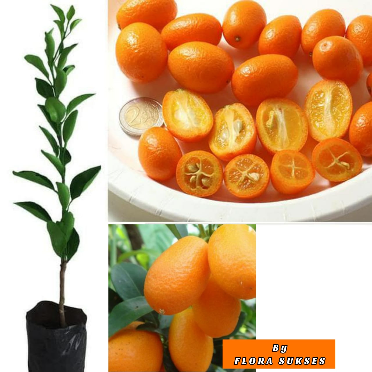 Bibit Jeruk Nagami Okulasi Pohon Jeruk Buah Jeruk Nagami | Lazada Indonesia