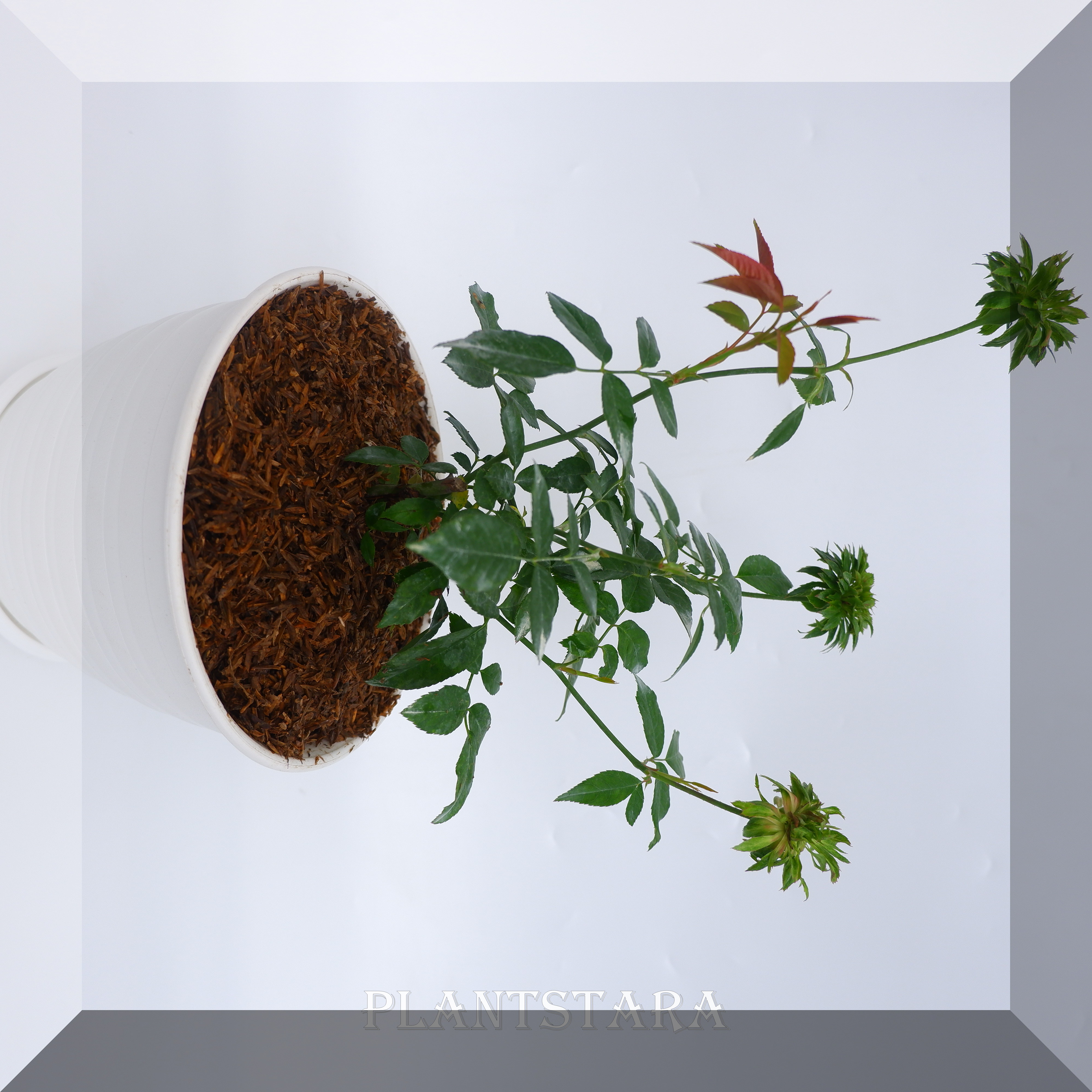 tanaman hias Mawar Hijau - mawar rambat hijau jabrik pohon hidup ...