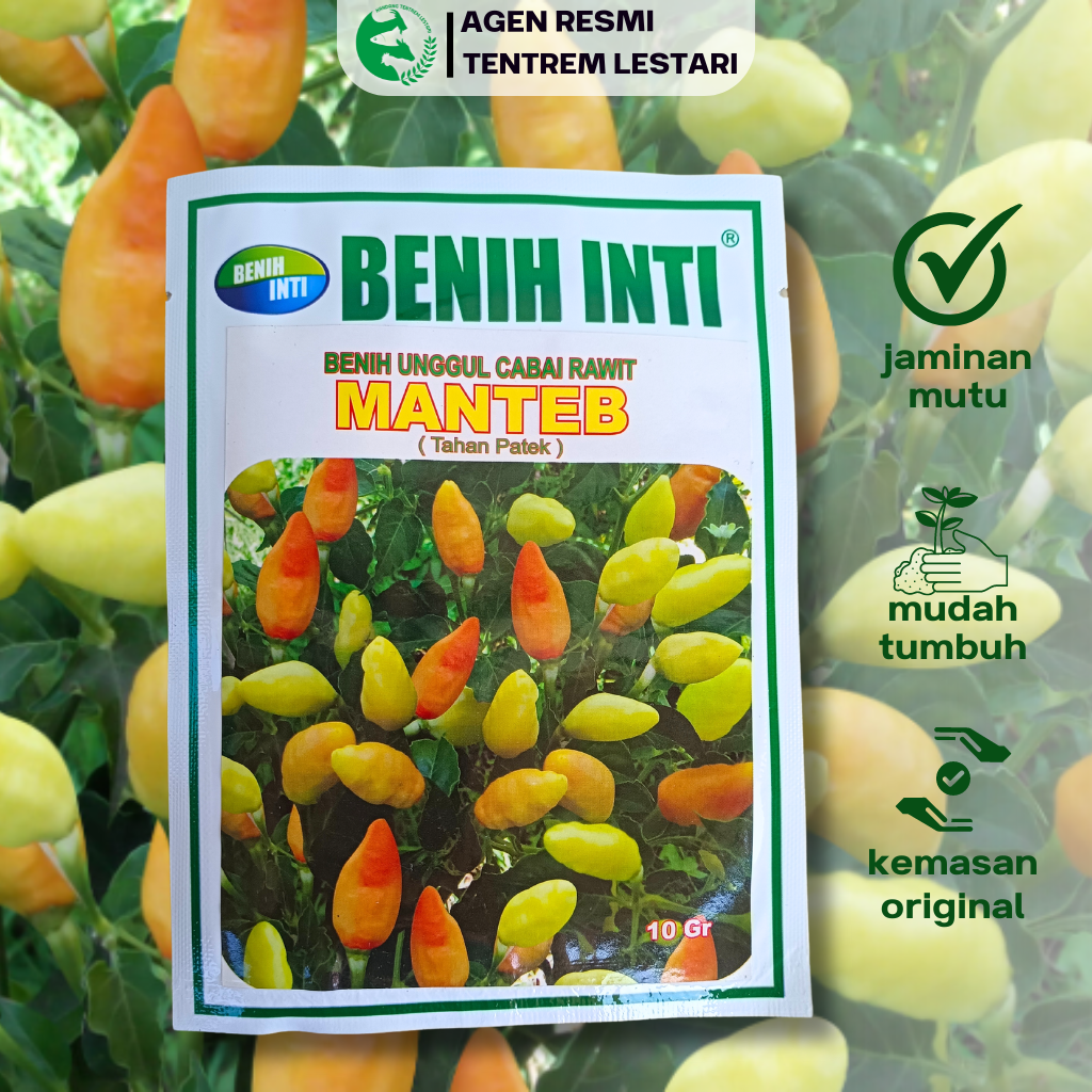 Benih Cabe Rawit Manteb (tahan patek) 10 gram Cap BENIH INTI Lebat ...