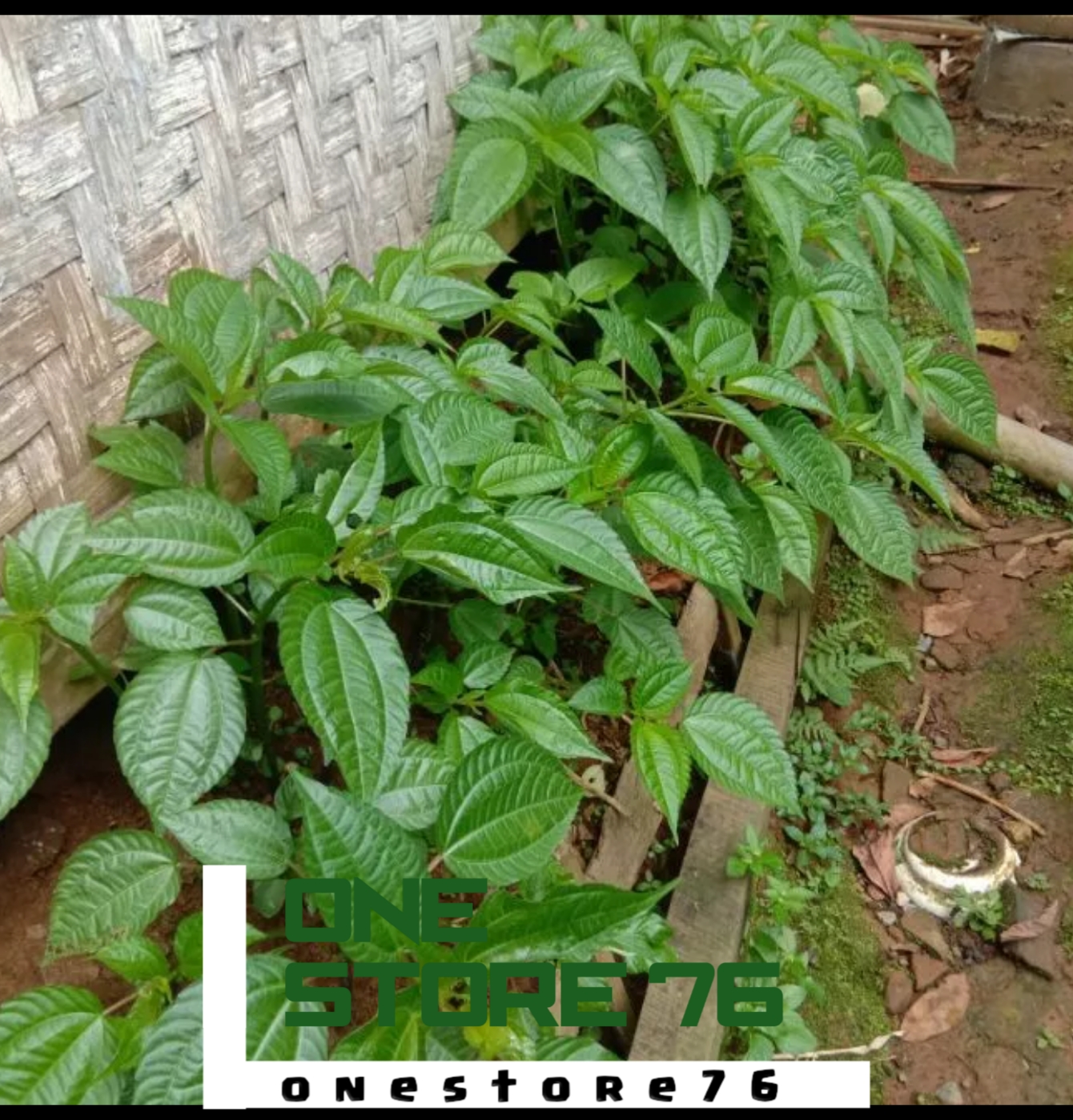 Bibit Pohpohan / Daun Pohpohan / Tanaman Herbal / daun lalapan ...