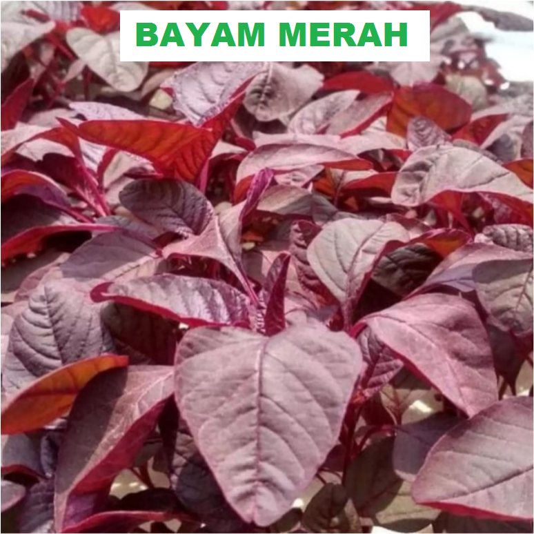BAYAM MERAH 1250 pcs bibit / benih / Biji BAYAM MERAH / BAYAM CABUT ...