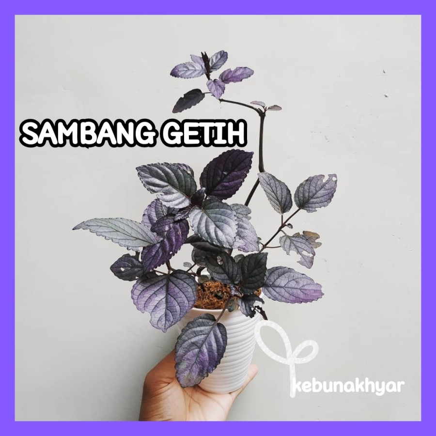 Sambang Getih Tanaman Herbal Remek Daging Tanaman Hias | Lazada Indonesia