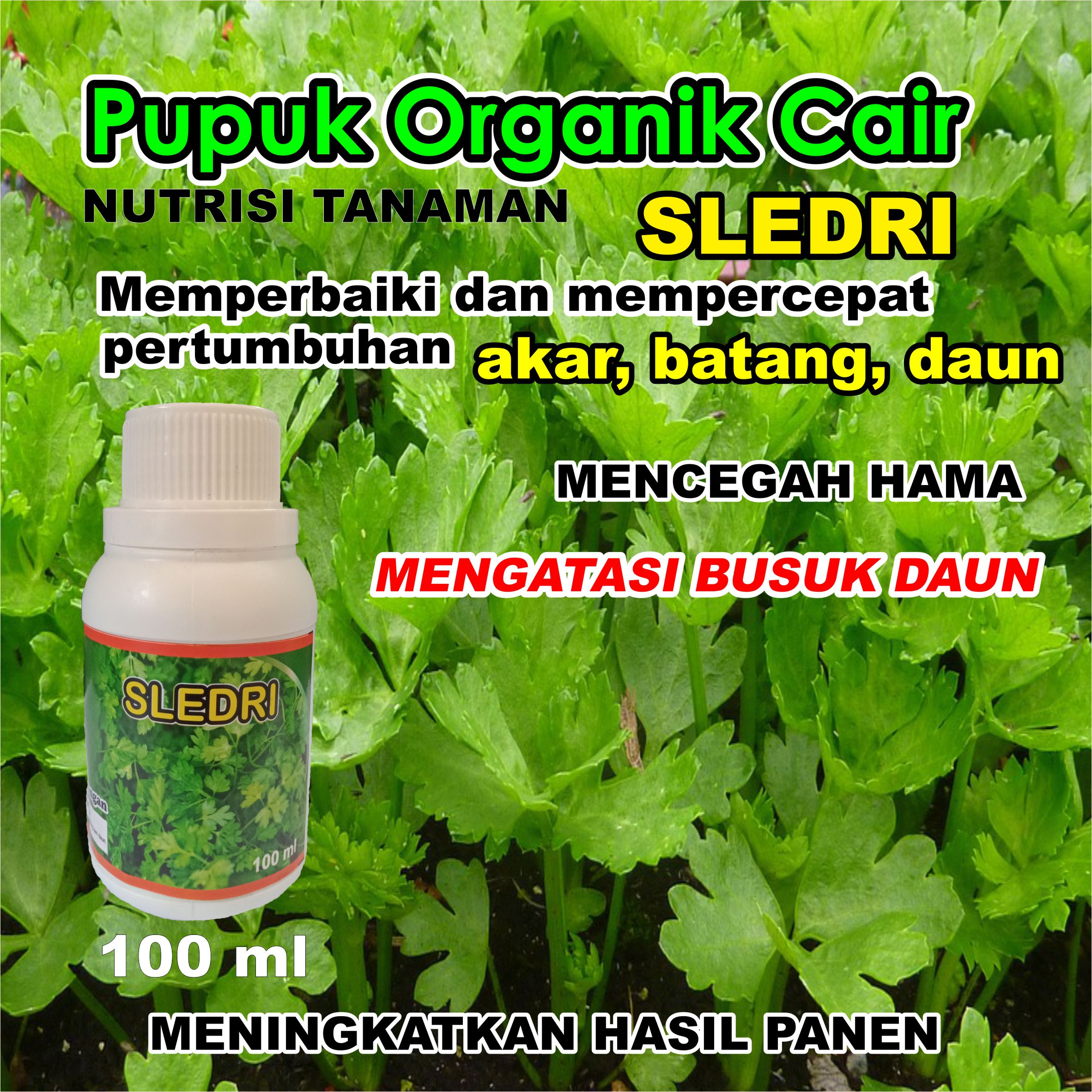 Pupuk Cair Organik untuk Sayuran Seledri Super Lebat Anti Perontok poc ...