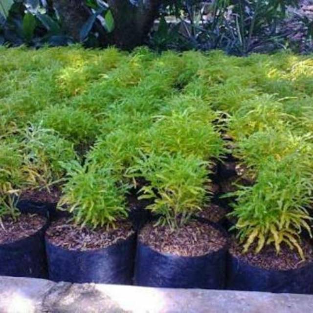 Tanaman brokoli hias / pohon brokoli kuning tanaman hias brokoli kuning ...