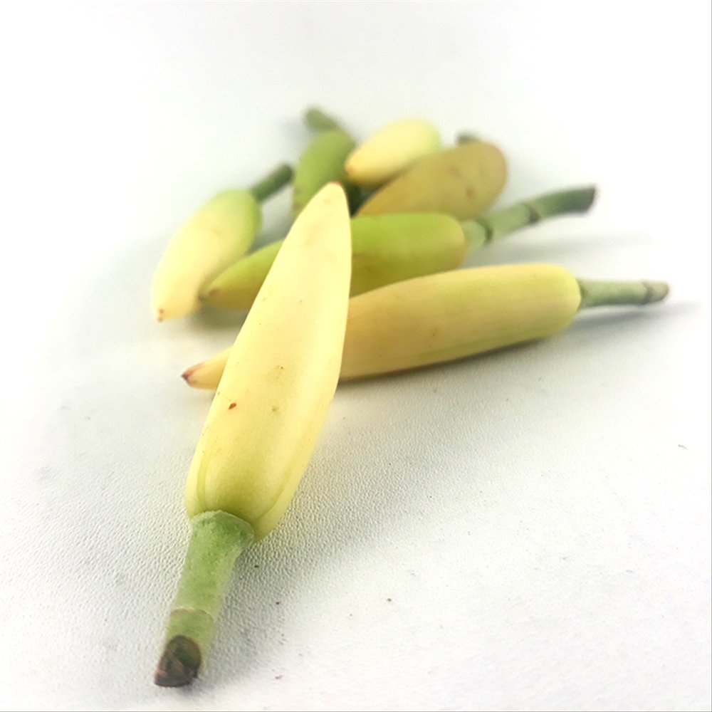 Bunga Kembang Kantil Kanthil Kuncup Segar | Lazada Indonesia