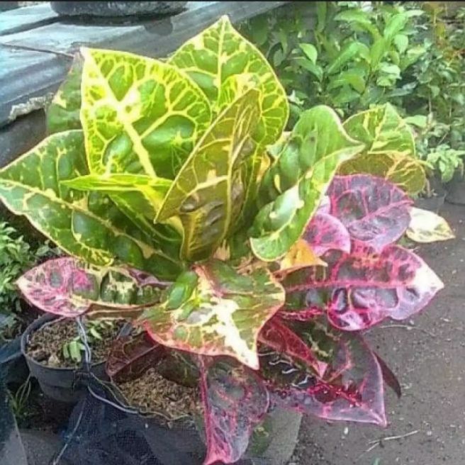 Tanaman hias puring kura / pohon puring kura² | Lazada Indonesia