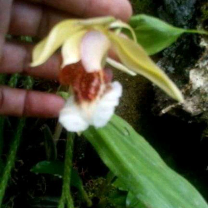 Anggrek coelogyne speciosa per bulb berdaun | Lazada Indonesia