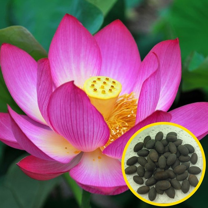 isi 1 Benih lotus teratai pink Seeds/Benih Biji | Lazada Indonesia