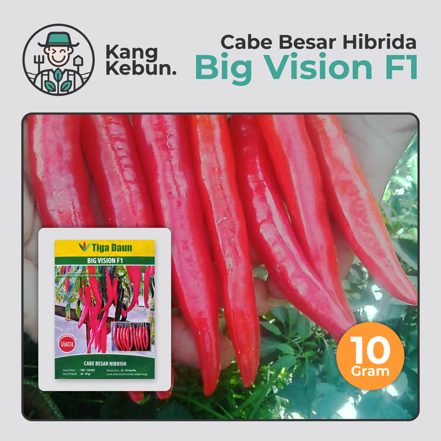 Benih Cabe Besar Big Vision F1 isi 10 Gram Cap Tiga Daun | Lazada Indonesia