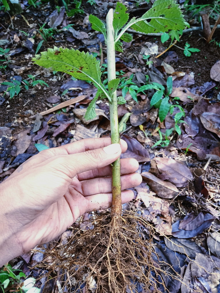 bahan bonsai tanaman pecut kuda | Lazada Indonesia