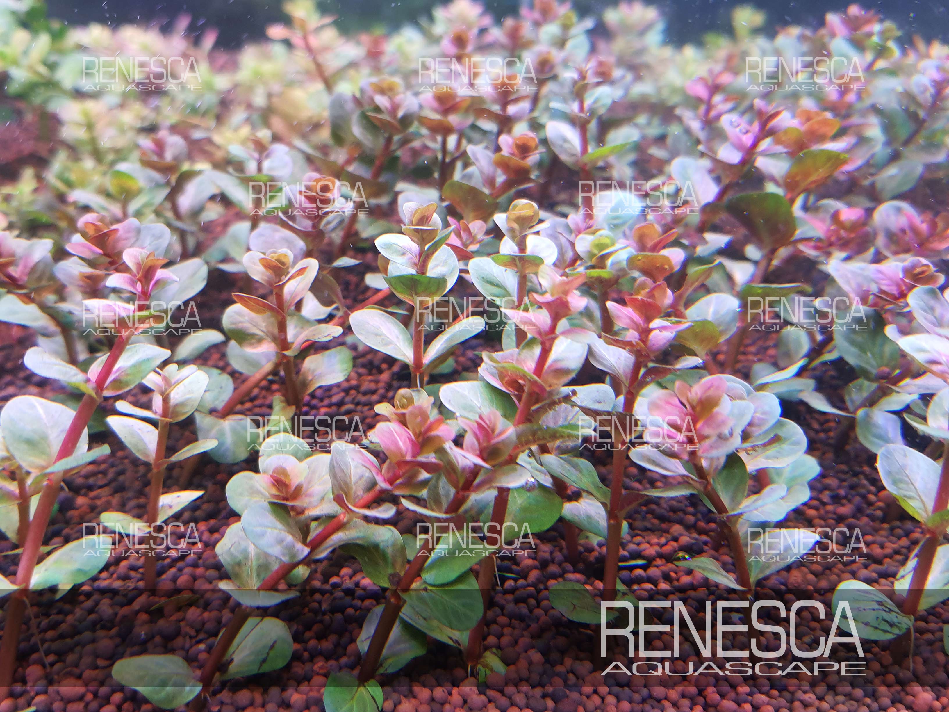 Rotala Macrandra Emersed