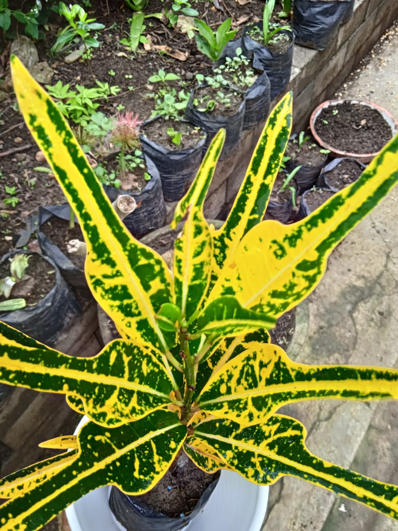 POHON PURING JET-bibit tanaman puring jet warna kuning | Lazada Indonesia