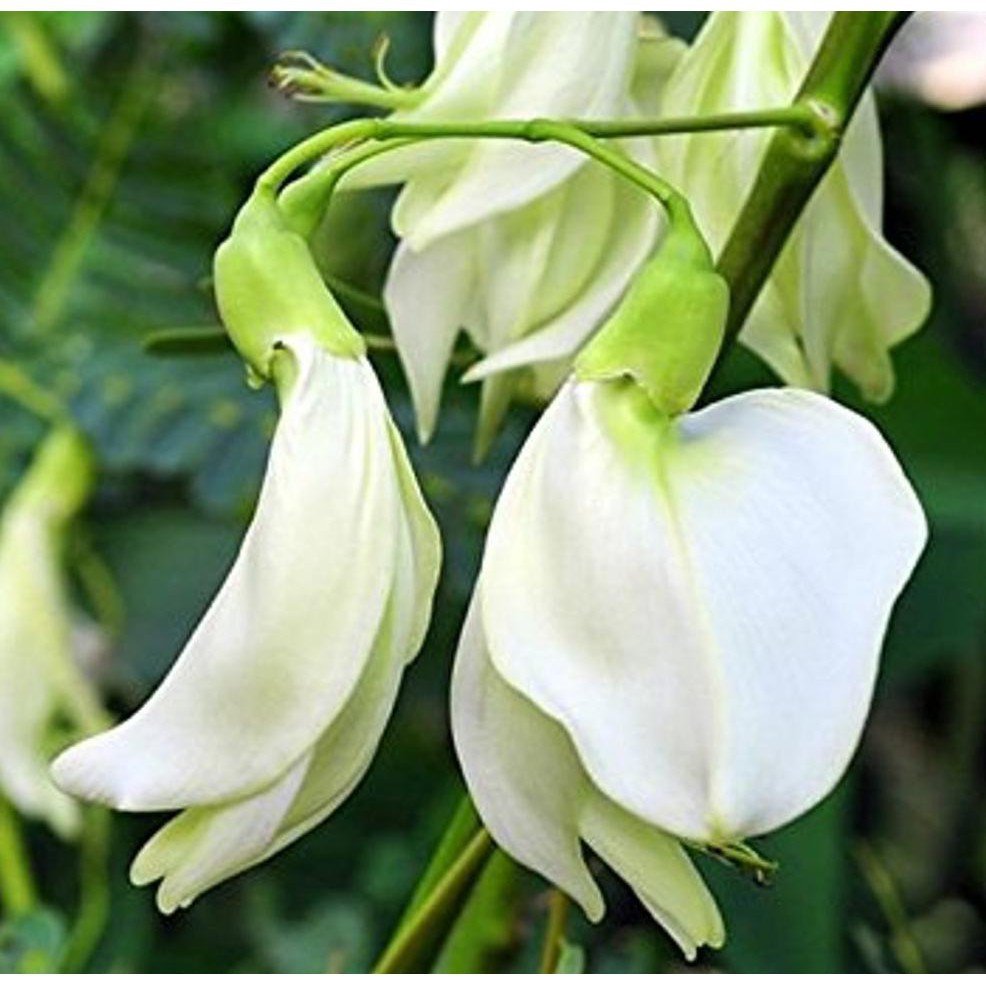 biji tanaman sayur turi putih 50 biji | Lazada Indonesia