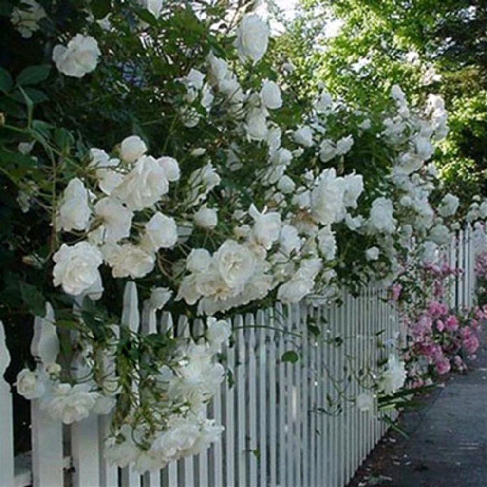 10 Benih Mawar Putih mawar rambat -Climbing Rose | Lazada Indonesia