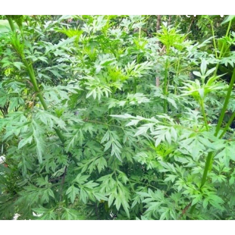 Biji benih ulam raja 50 seeds (not plants) | Lazada