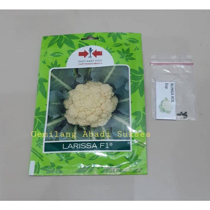 Benih Bunga Kol Biji Bunga Kol Panah Merah - Kemasan Repack | Lazada ...