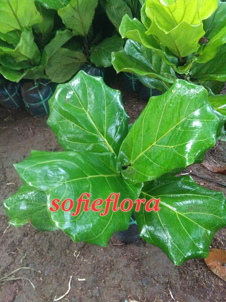 tanaman hias Indoor Ketapang biola cantik - tanaman hias Ketapang biola ...