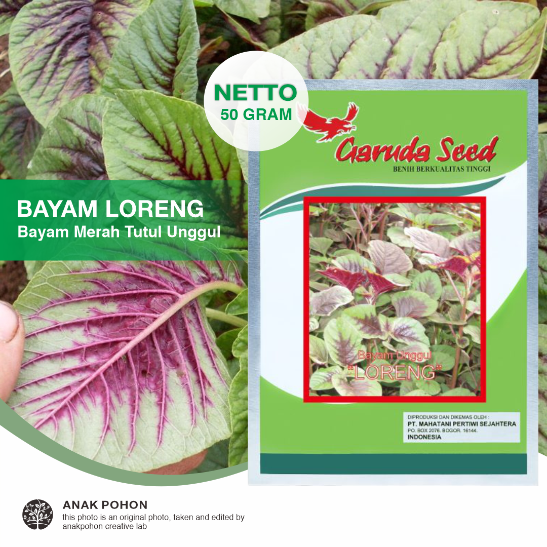 (1 PACK) Benih Bayam Merah Tutul Unggul LORENG Bayam Batik Bicolor ...