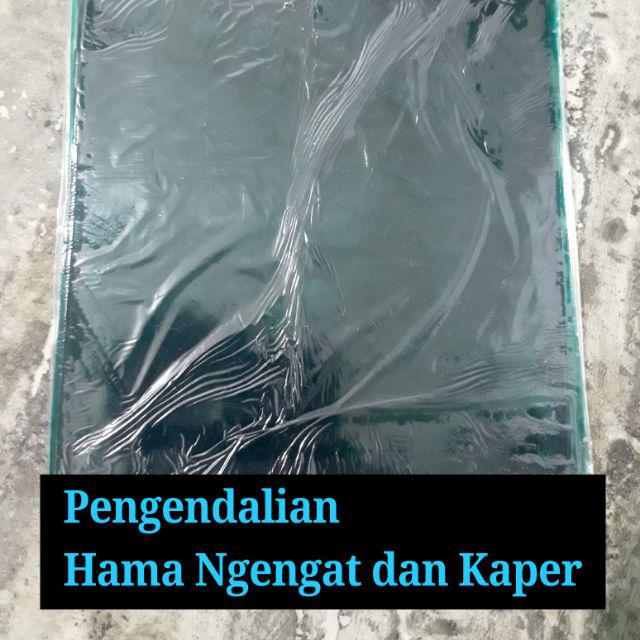 Spider Insect Trap/Perangkap Hama - Isi 100 lembar | Lazada Indonesia