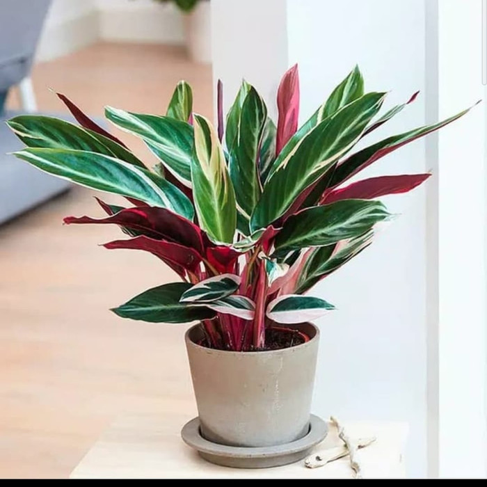 Tanaman hias meranti bali-bunga bunga meranti bali | Lazada Indonesia