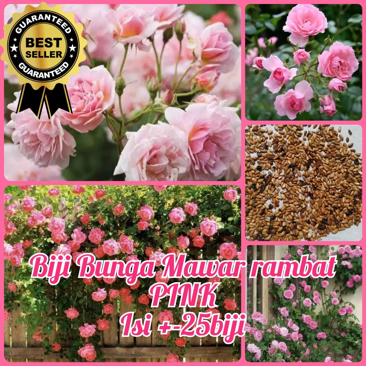 Biji bunga Mawar Rambat Pink isi 25 pcs flower seeds benih tanaman ...