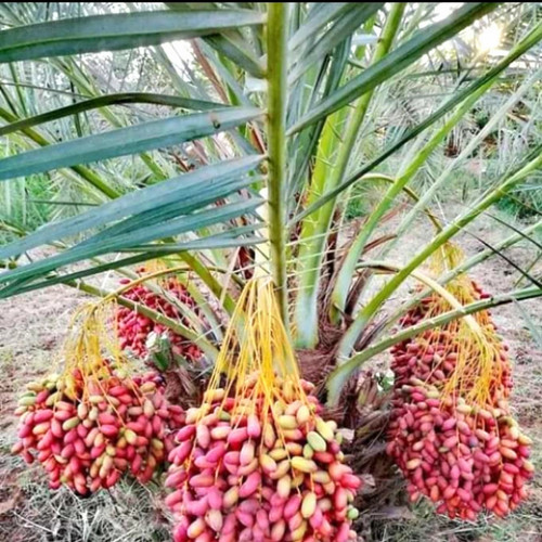 Tanaman Buah Pohon Kurma Azwa - bibit Tanaman Buah Pohon Korma Azwa 1 ...