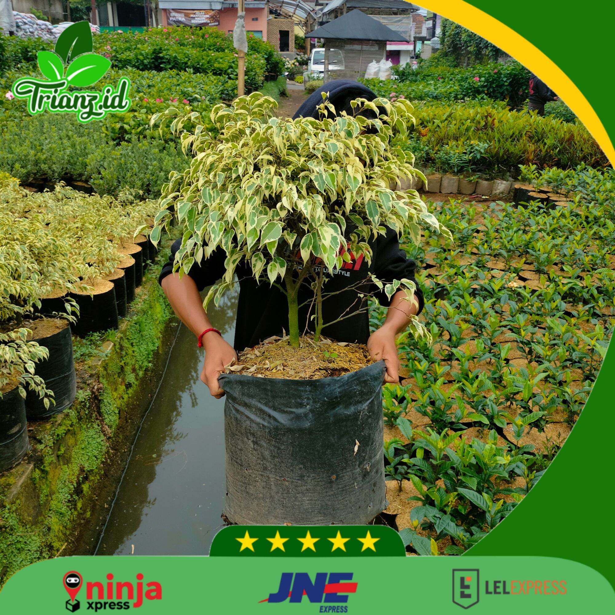 Tanaman Beringin putih ukuran besar (sesuai di foto) | Lazada Indonesia