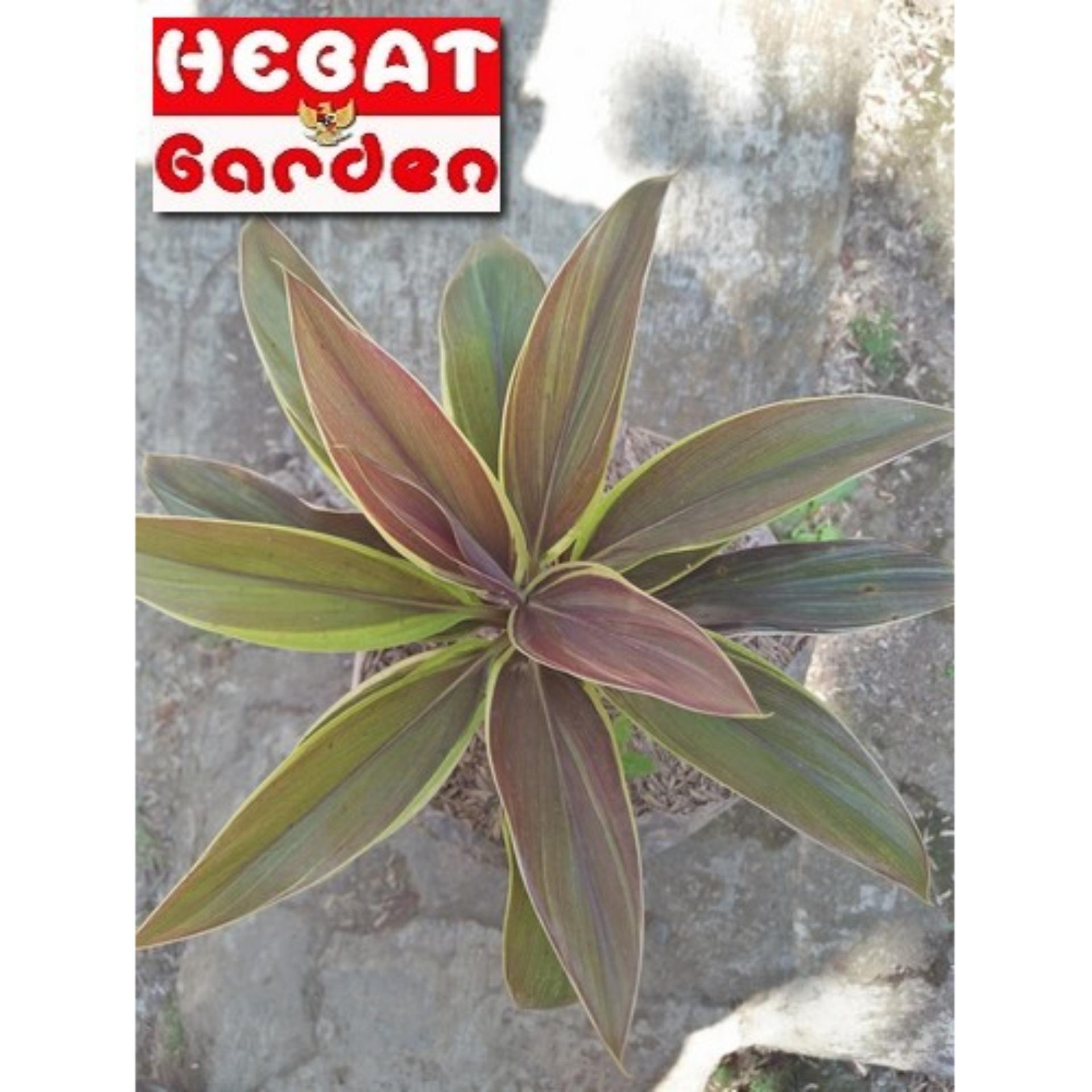 Hanjuang andong mini black velvet - cordyline velvet | Lazada Indonesia