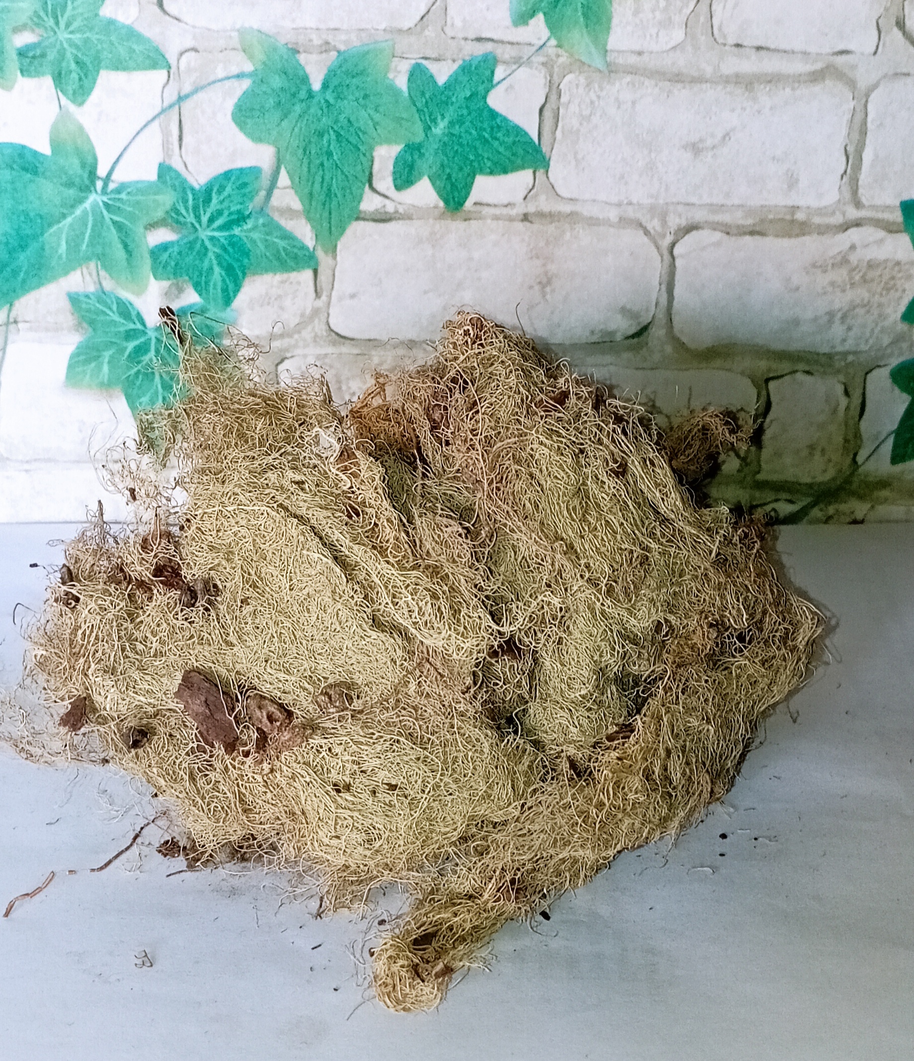 kayu angin akar angin akar kayu angin jamu herbal tradisional dengan ...