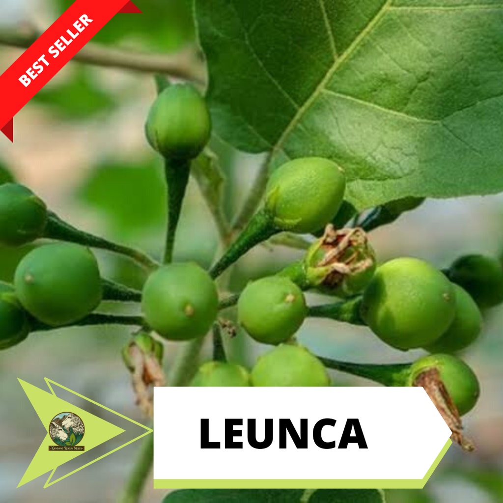 Benih Leunca Lalapan Segar Banyak Khasiat | Lazada Indonesia