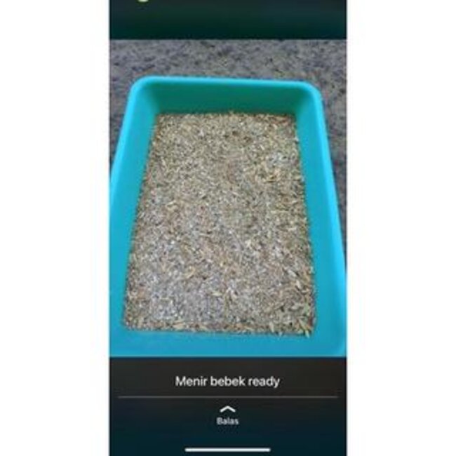 MENIR BERAS BEBEK PAKAN TERNAK 1KG | Lazada Indonesia