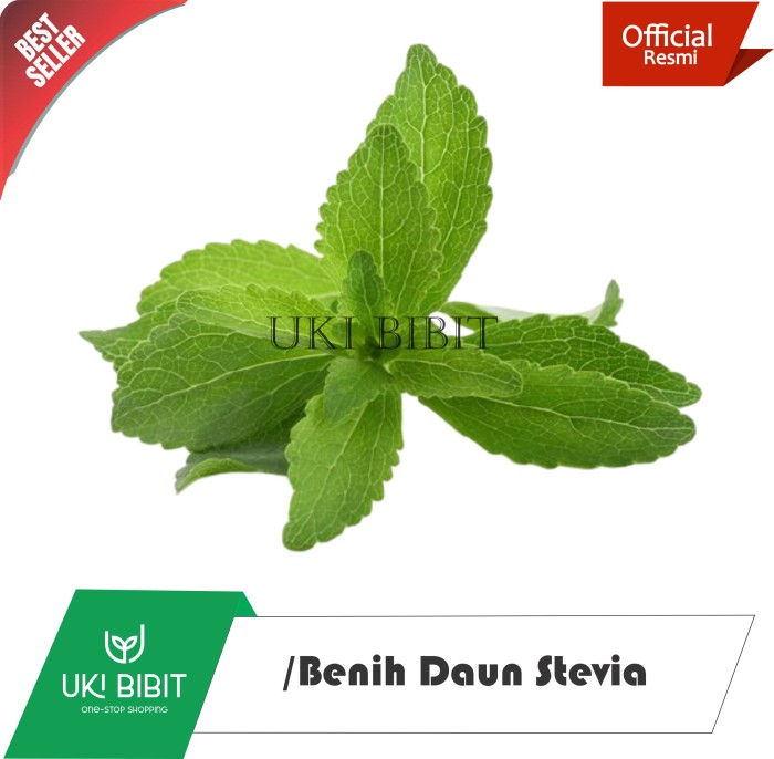 ( 10 Butir ) Benih Daun Stevia / Rebaudiana Criolla / Sweet Leaf | Lazada Indonesia