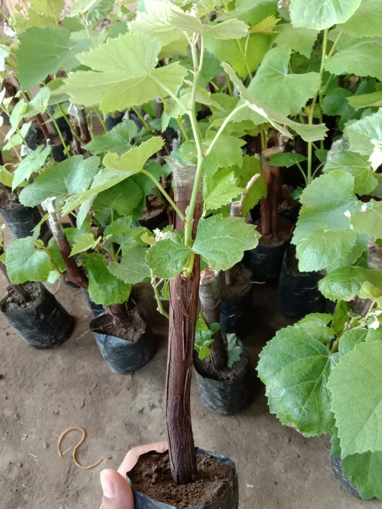 bibit tanaman anggur isabella batang besar | Lazada Indonesia