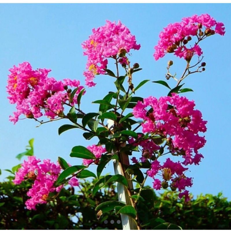 bunga bungur/sakura lokal | Lazada Indonesia