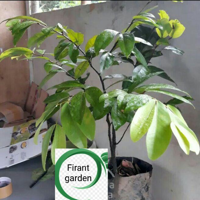 Bibit pohon buah nam nam-pohon nam nam-pohon namnam | Lazada Indonesia