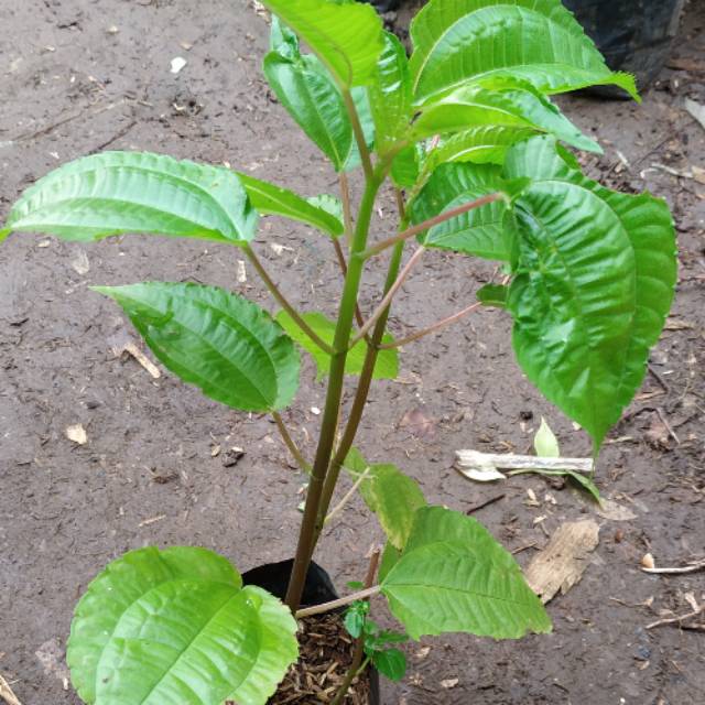 BIBIT LALAPAN TANAMAN POH-POHAN ENAK DAN SEHAT | Lazada Indonesia