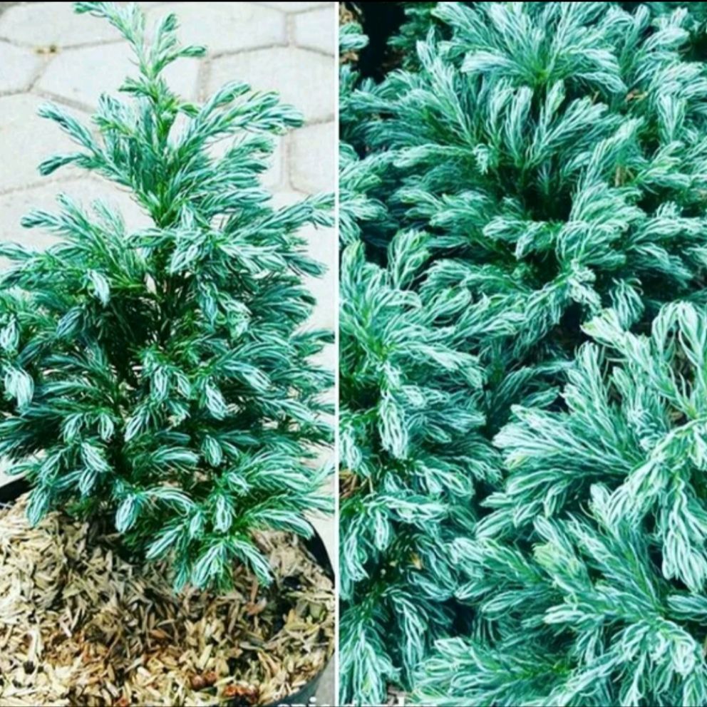tanaman hias cemara perak | Lazada Indonesia
