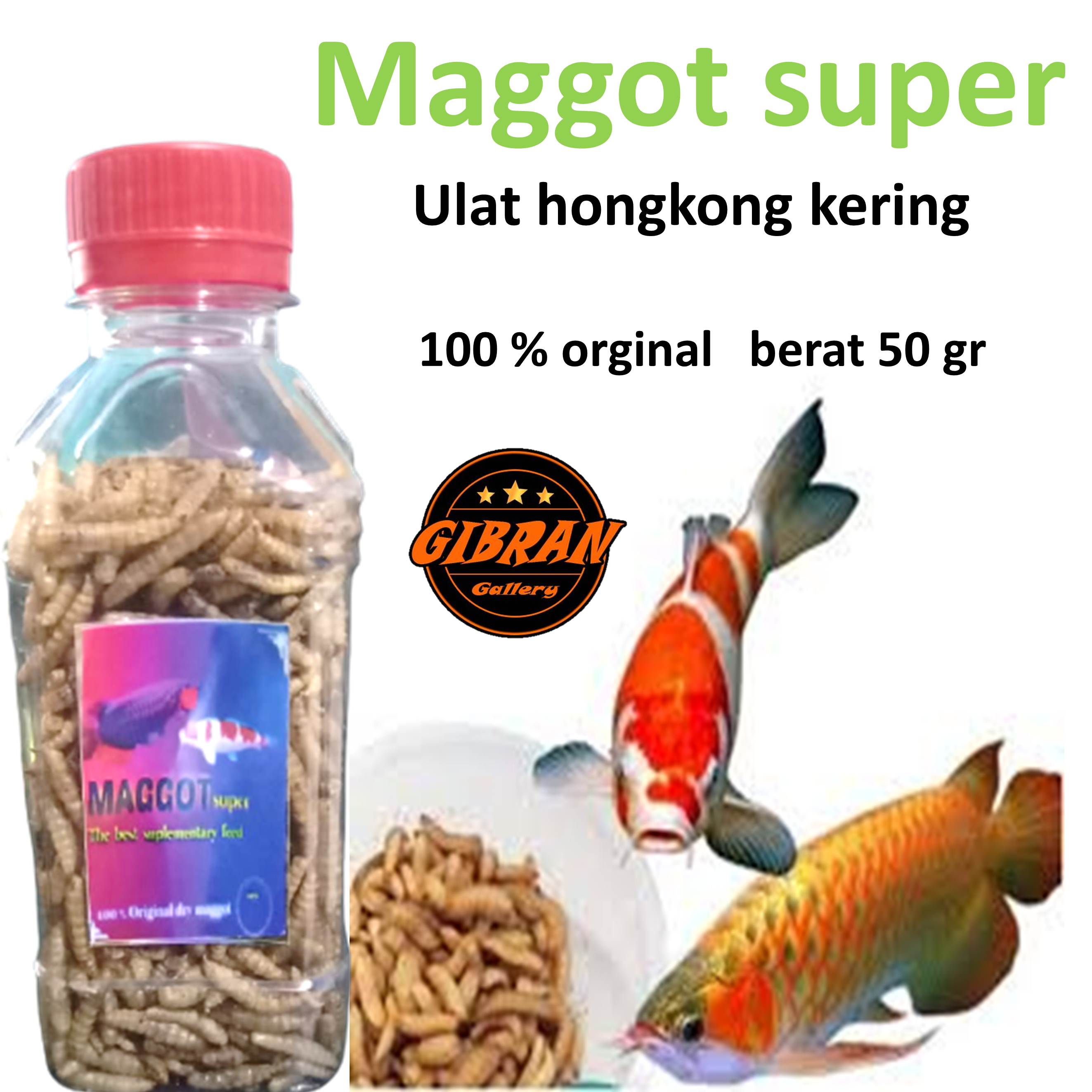 ulat kering maggot magot pakan makanan ikan arwana louhan lohan channa ...