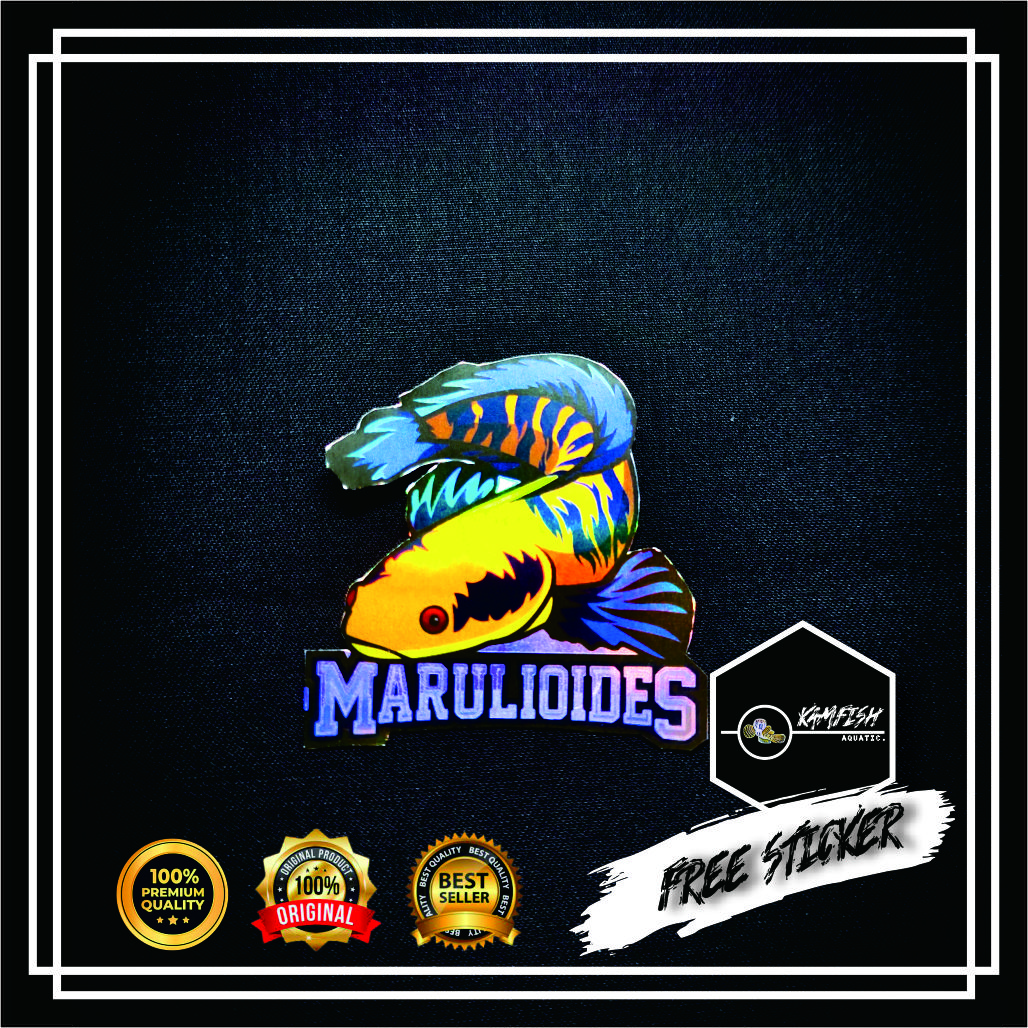 STICKER AQUARIUM /STICKER CHANA MARU YELLOW SENTARUM | Lazada Indonesia