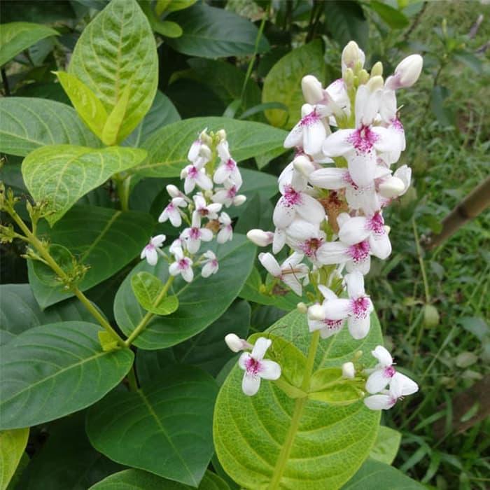 Tanaman Melati Jepang | Lazada Indonesia